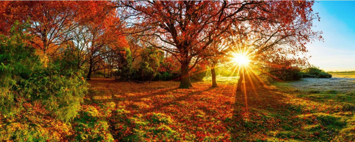 Fall 2022 News from The Field - The Field Center